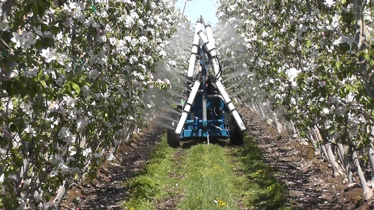 Apple pollen application with electrostatic Wrap Around Technology ...