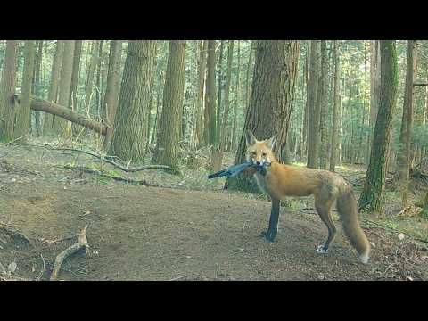 Mom Fox Goes Fishing & Catches Pike & Pickerel for Her Pups