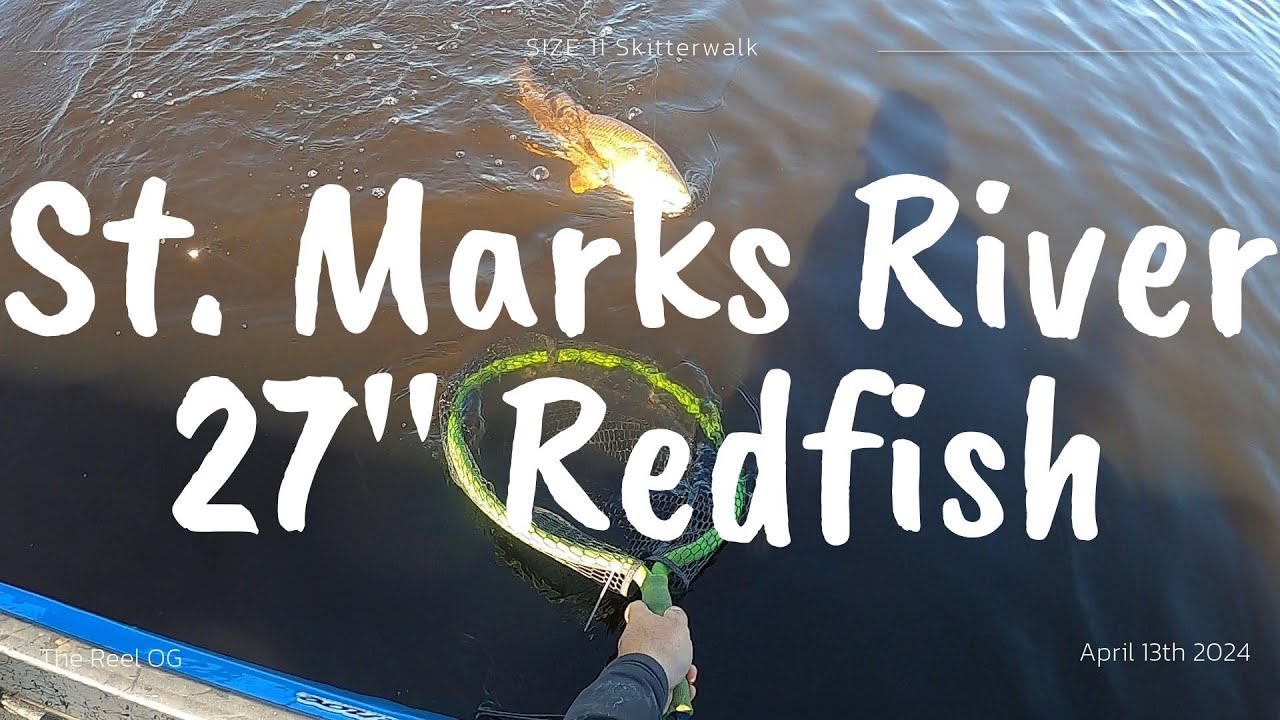 St. Marks River, Florida - Redfish Strike on Topwater - Prepare to be amazed! - YouTube