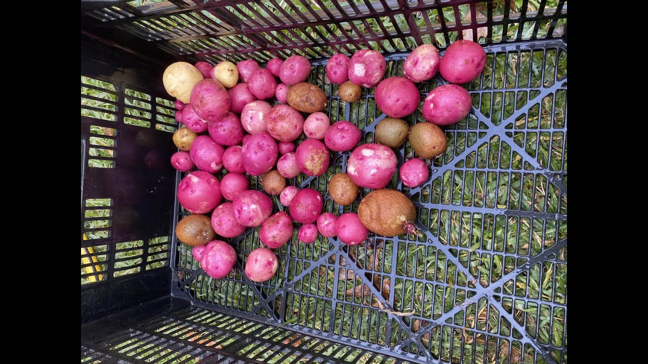 Red Potato Surprise Thanksgiving Harvest - YouTube