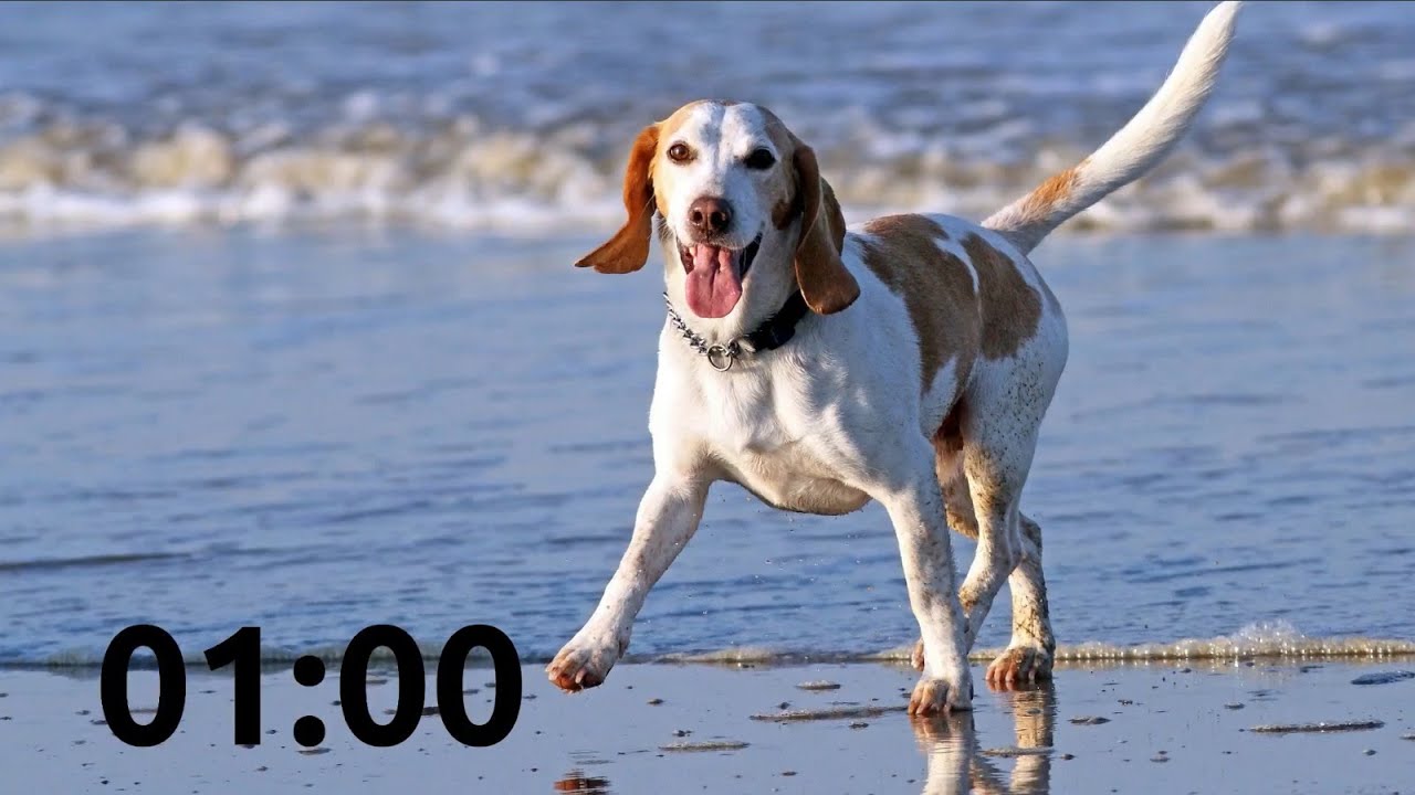 1 Minute Timer with barking dogs - YouTube