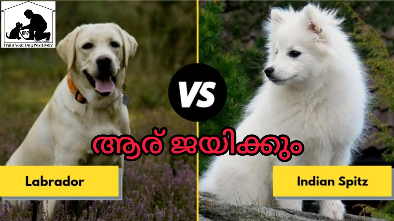 Labrador vs Indian Spitz | Pomeranian Dog | Lab Malayalam | Pom Kerala ...