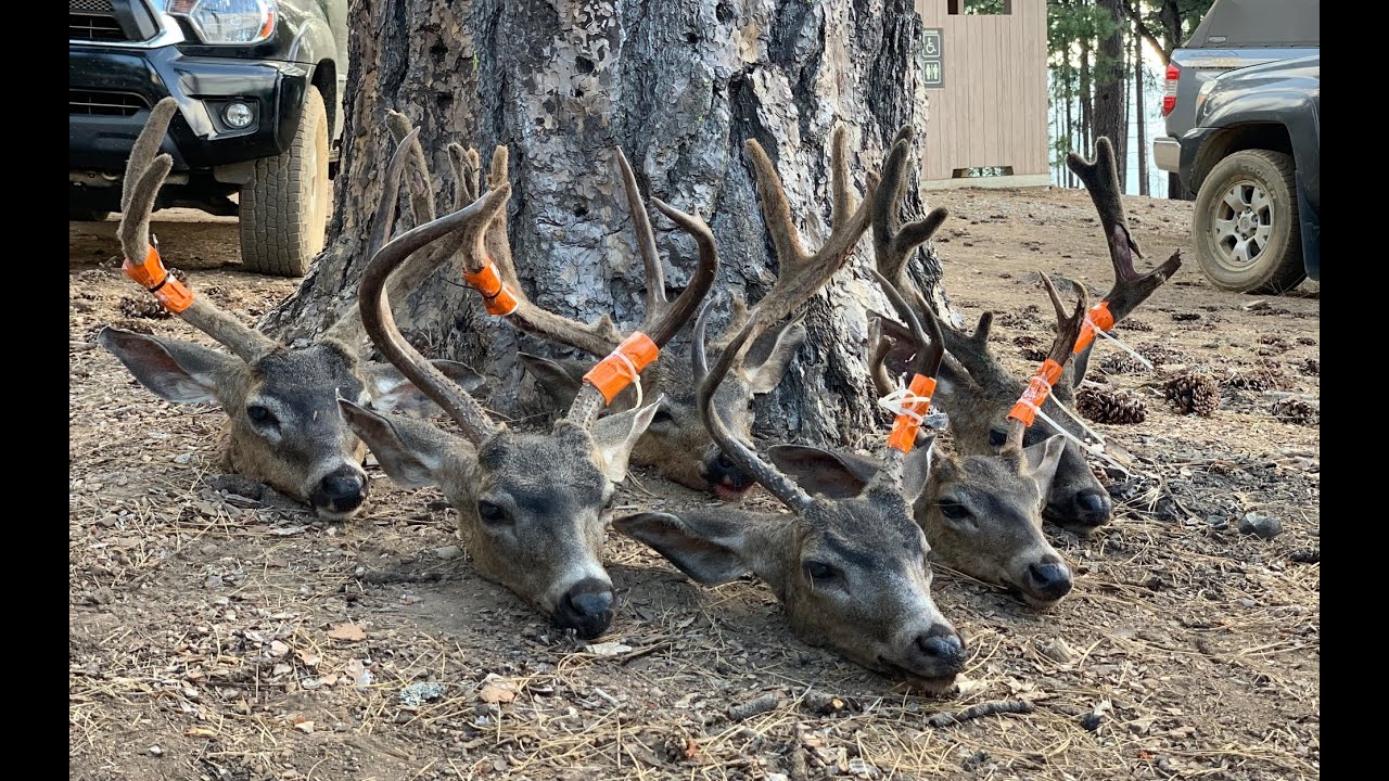 Hmong California Hunting 2019 - YouTube