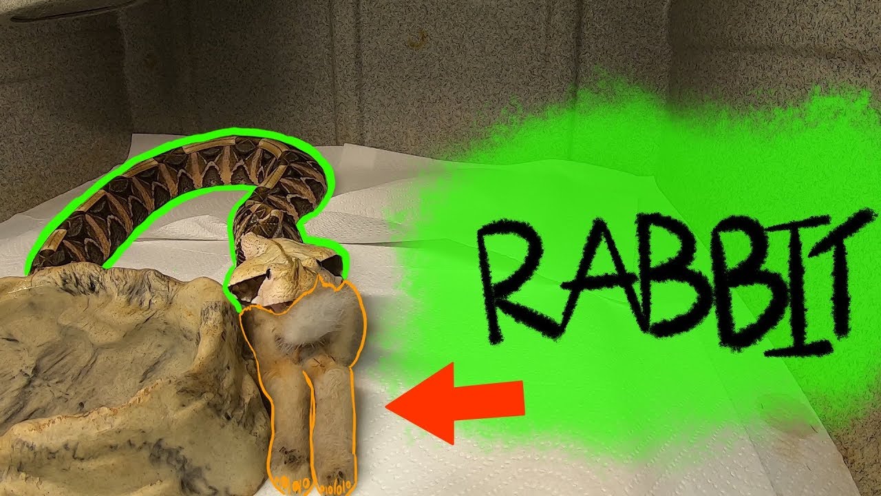 Gaboon Viper Eating A Rabbit (in real time) - YouTube