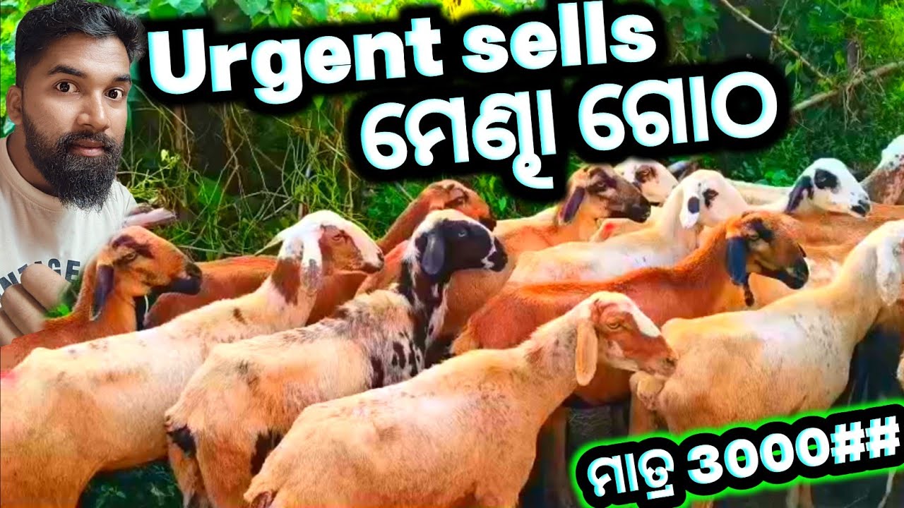 ମେଣ୍ଢା ଗୋଠ Urgent sells//sheep farming//Mendha palan ...
