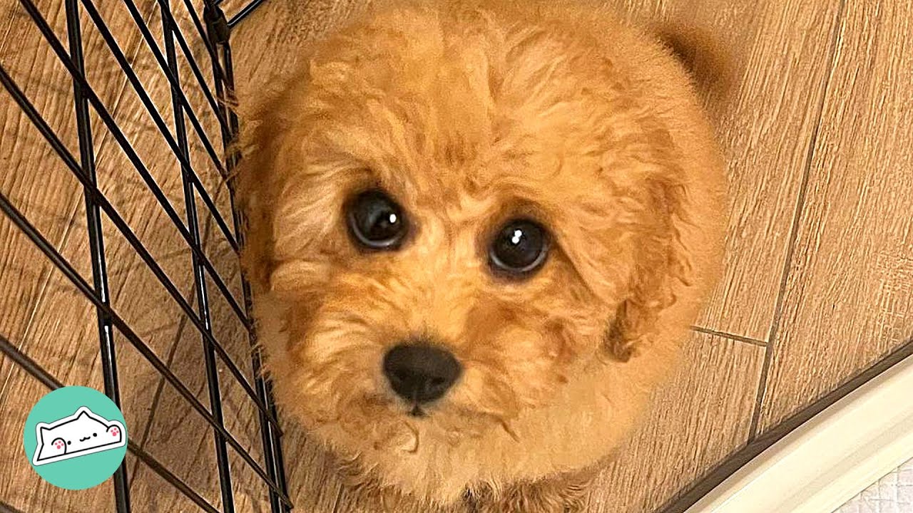 Labradoodle Was Shy at First Until she Found her Calling| Cuddle Dogs ...