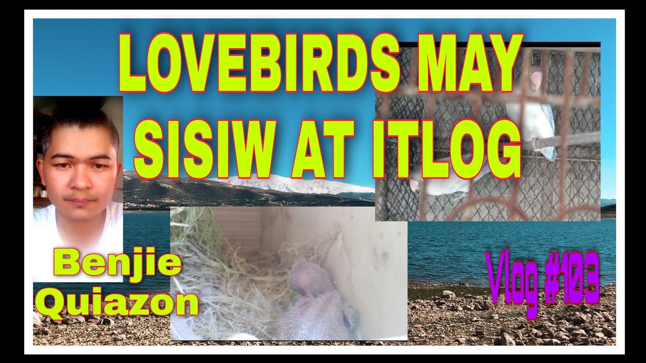 May sisiw at itlog na mga LOVEBIRDS. - YouTube
