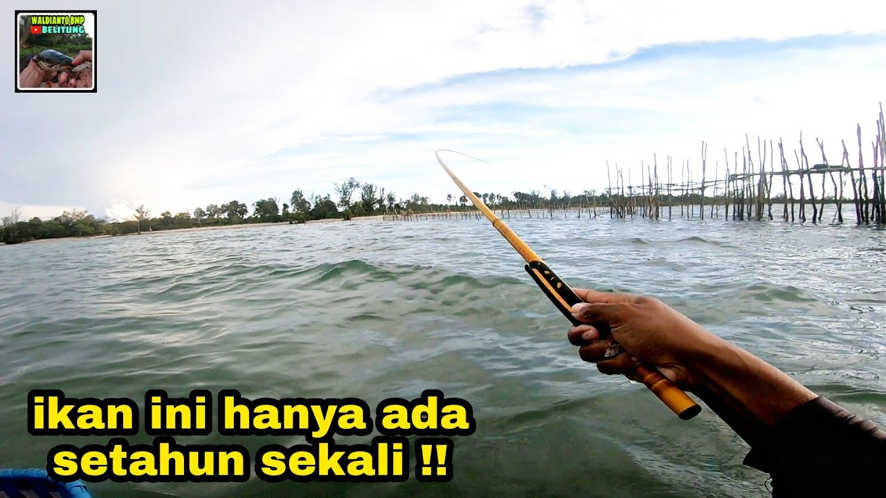 Mancing Ikan Bebulus !! Ikan Musiman Di Laut Belitung - YouTube