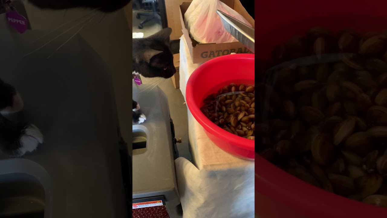 Cat Curious Of Clam - YouTube