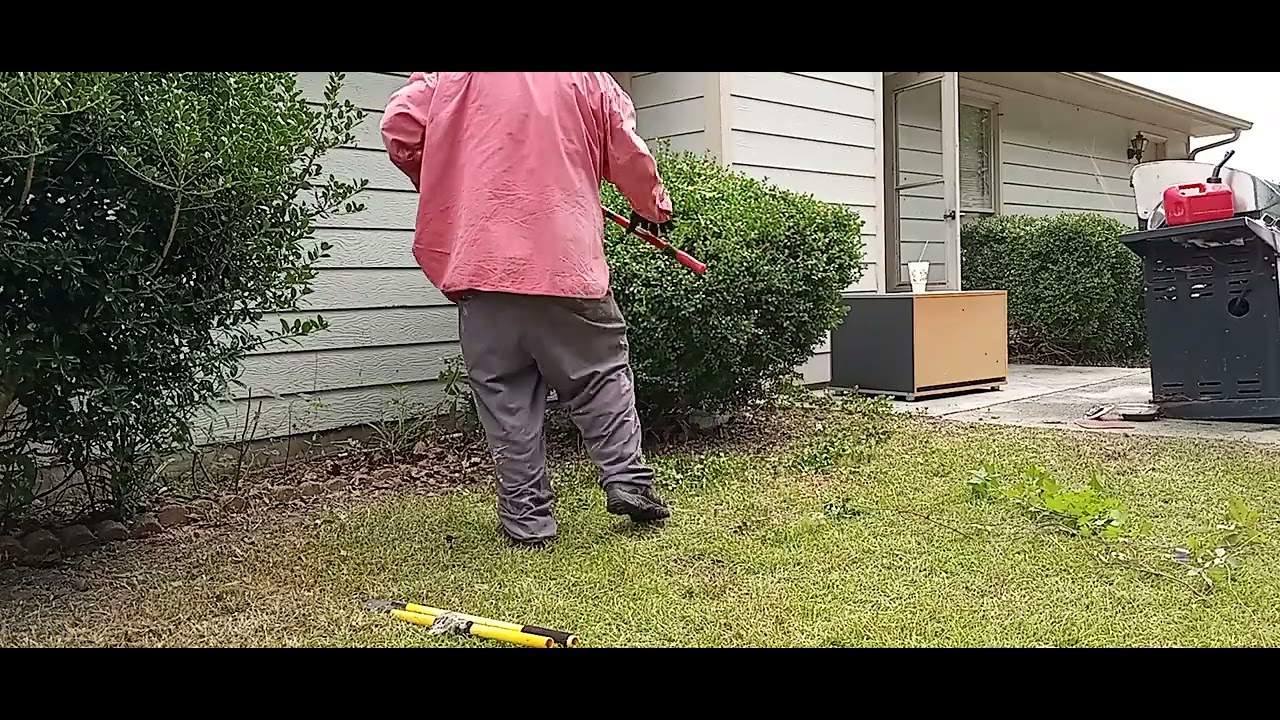 TRIMMING BOX BUSH WITH HAND PRUNERS - YouTube