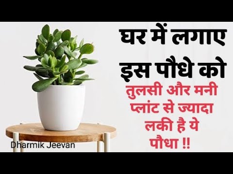 तुलसी और मनी प्लांट से ज्यादा लकी है ये पौधा !! | माता लक्ष्मी की कृपा | dharmik Jeevan 🙏 - YouTube