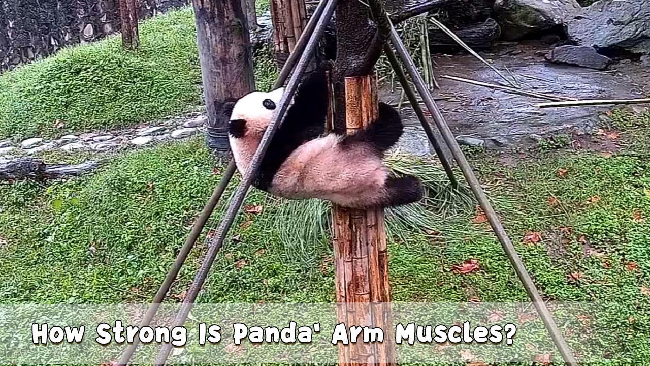 How Strong Is Panda' Arm Muscles? | iPanda - YouTube