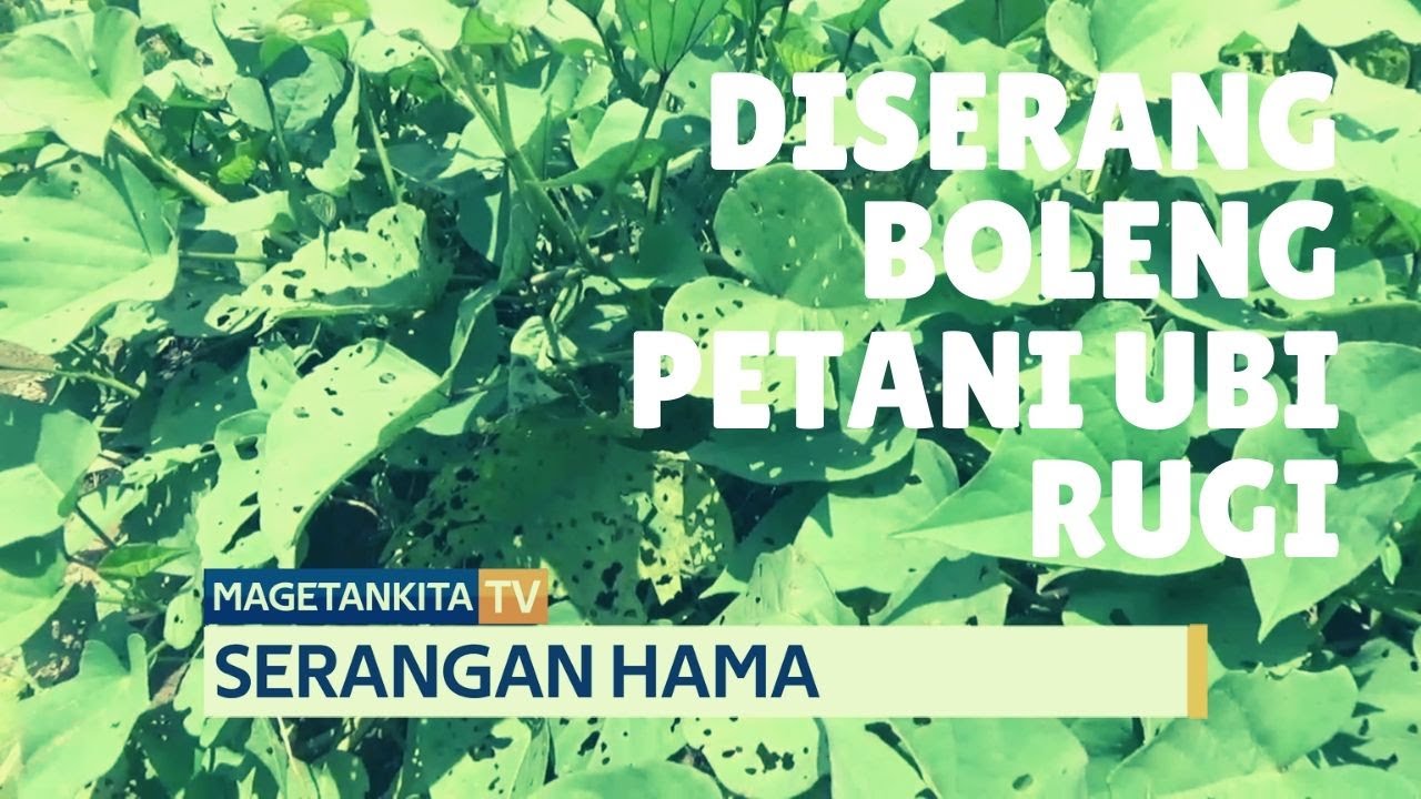 Sidorejo - UBI JALAR di Sambirobyong DISERANG Hama BOLENG - YouTube