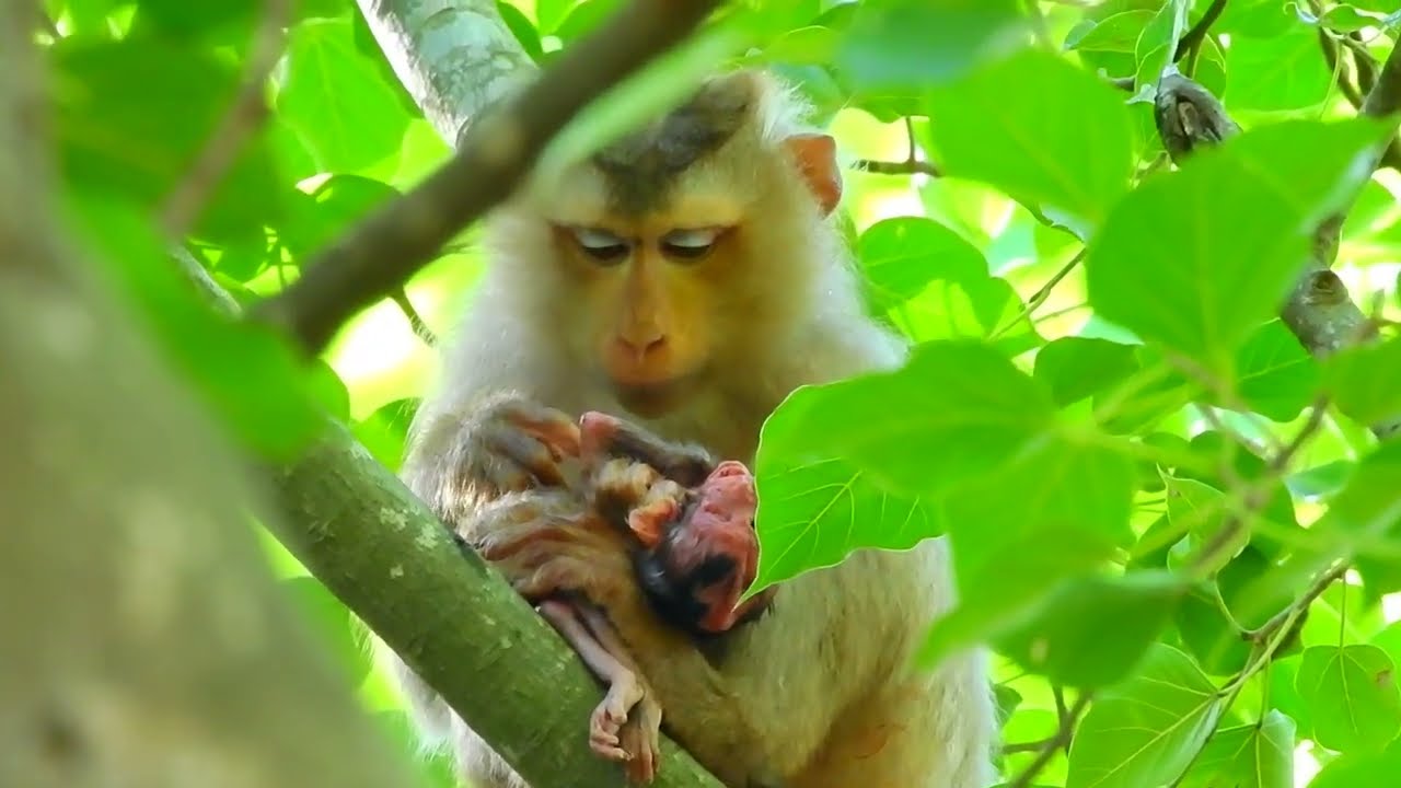 Oh my god..Hold back the tears.Poor monkey mother sits crying over dead ...