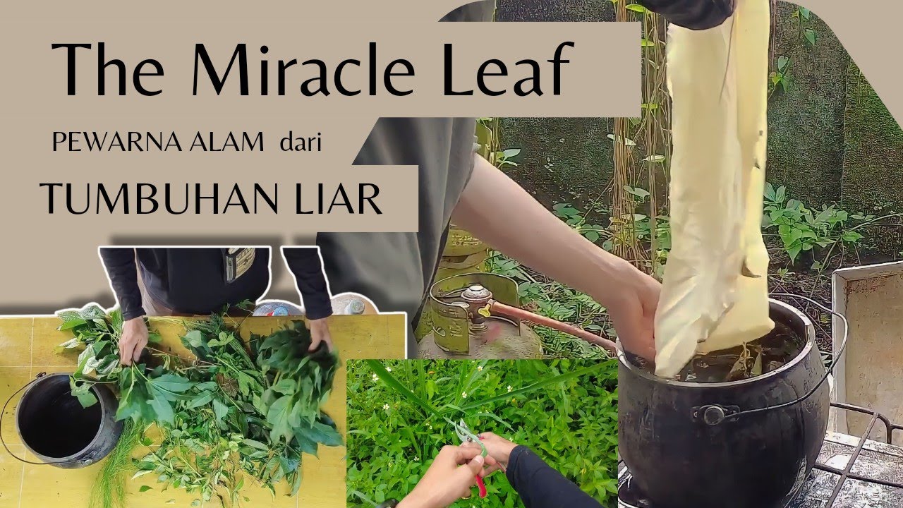 THE MIRACLE LEAF || Ternyata tumbuhan liar bisa jadi pewarna - YouTube