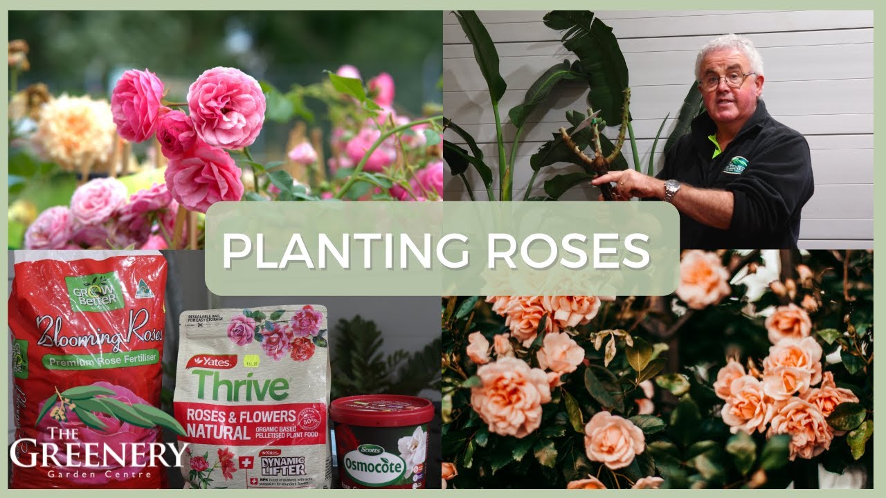How To Plant Roses | The Greenery Garden & Home - YouTube