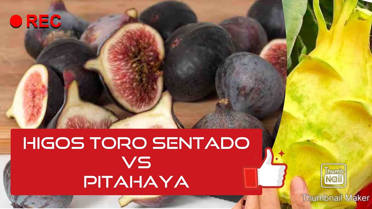 🇵🇪 Higos variedad TORO SENTADO | Higo VS Pitahaya PERÚ 2020 - YouTube