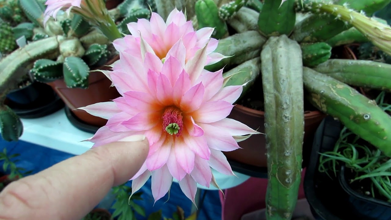 My Echinocereus scheeri gentryi Cactus - The Cucumber Cactus in ...