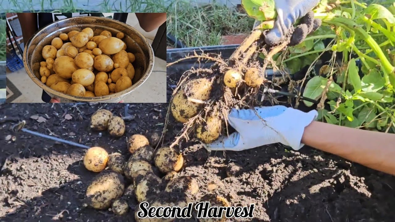 Winter potato harvest / How to grow harvest & store potatoes/ Tips for ...