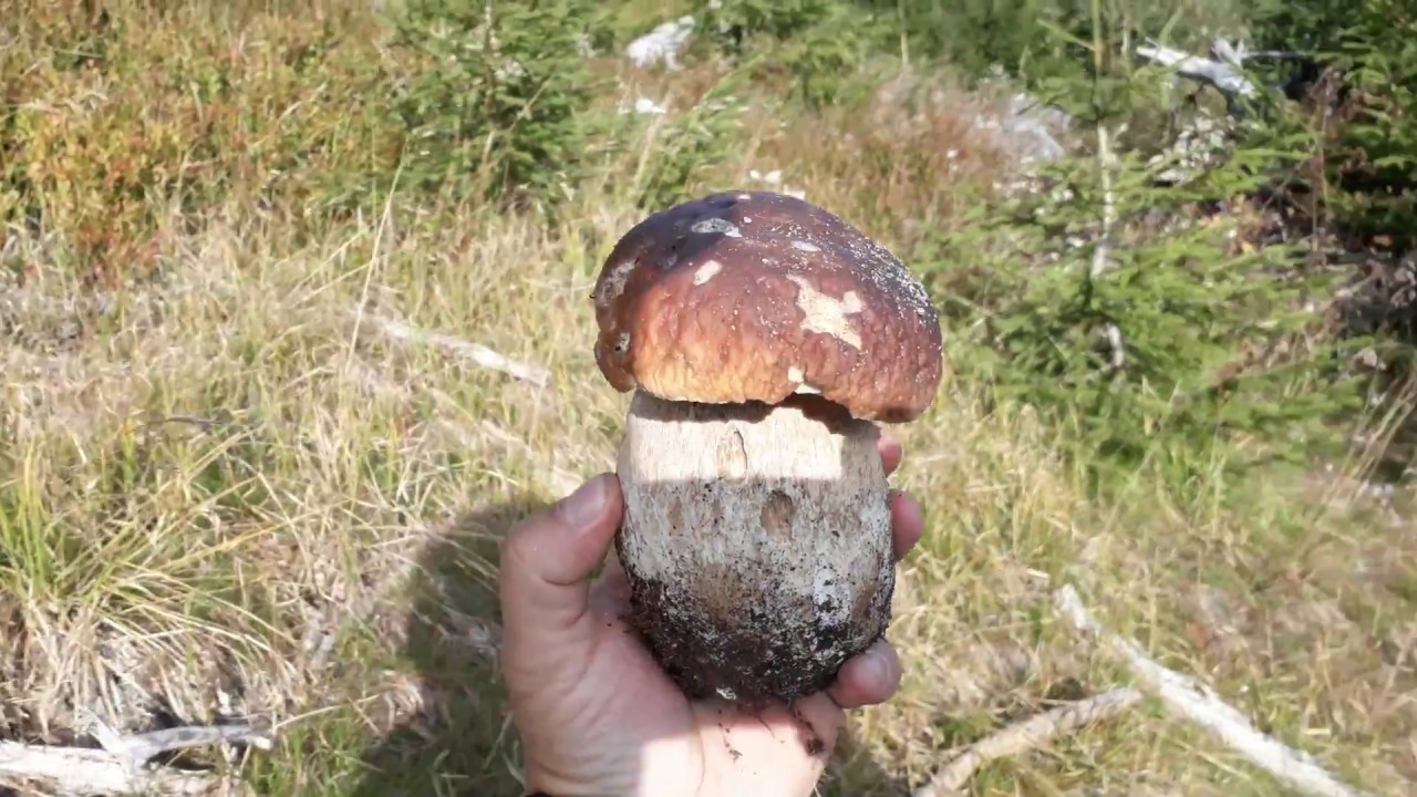 Hribi Romania - YouTube