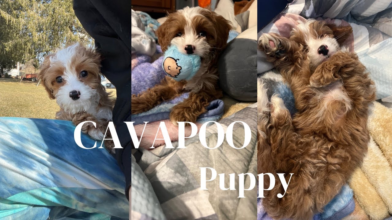 Cavapoo Puppy! With some tips to help them fall asleep! - YouTube