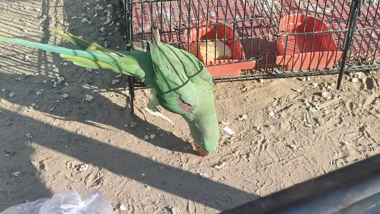 Ringneck Parrot Pinjra se Nikal Aaya || Today Talking Ringneck Parrots ...