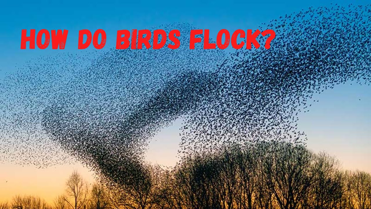 How do birds flock? - YouTube