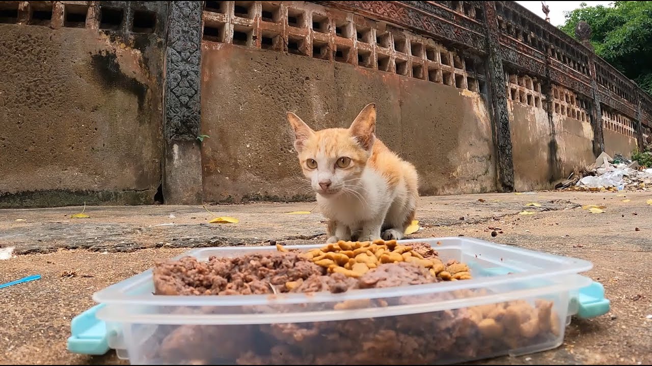 Caring for and rescuing stray animals, allowing homeless animals to ...