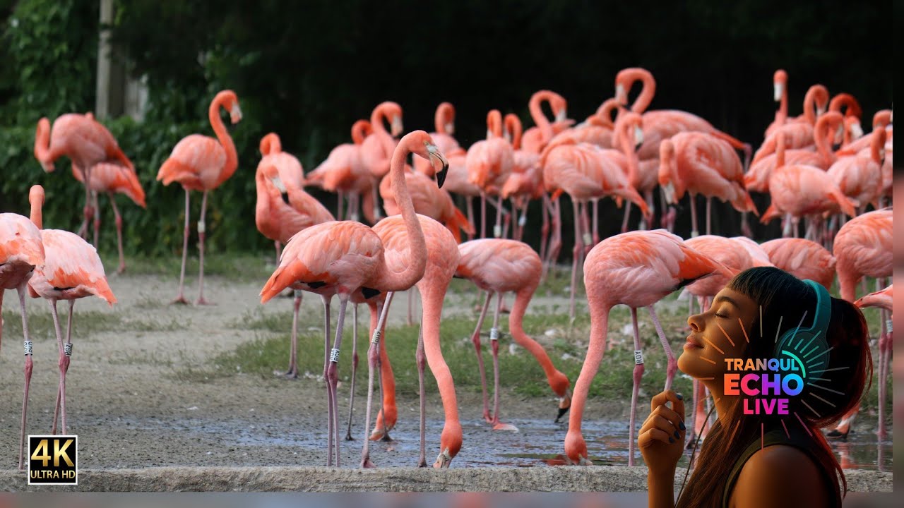 Pink Flamingos by the Lake | Relaxing Nature Sounds for Stress Relief ...