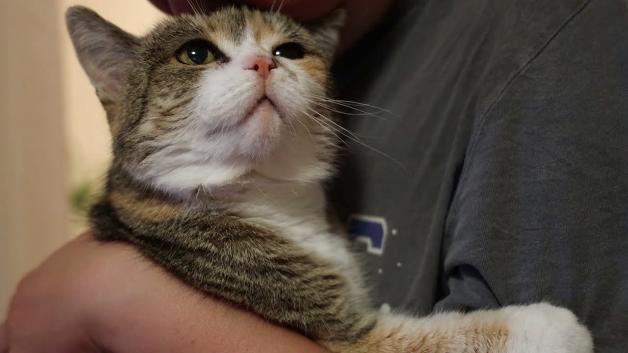 Miisu 8: Enjoying being picked up and held | Aug 21 - YouTube