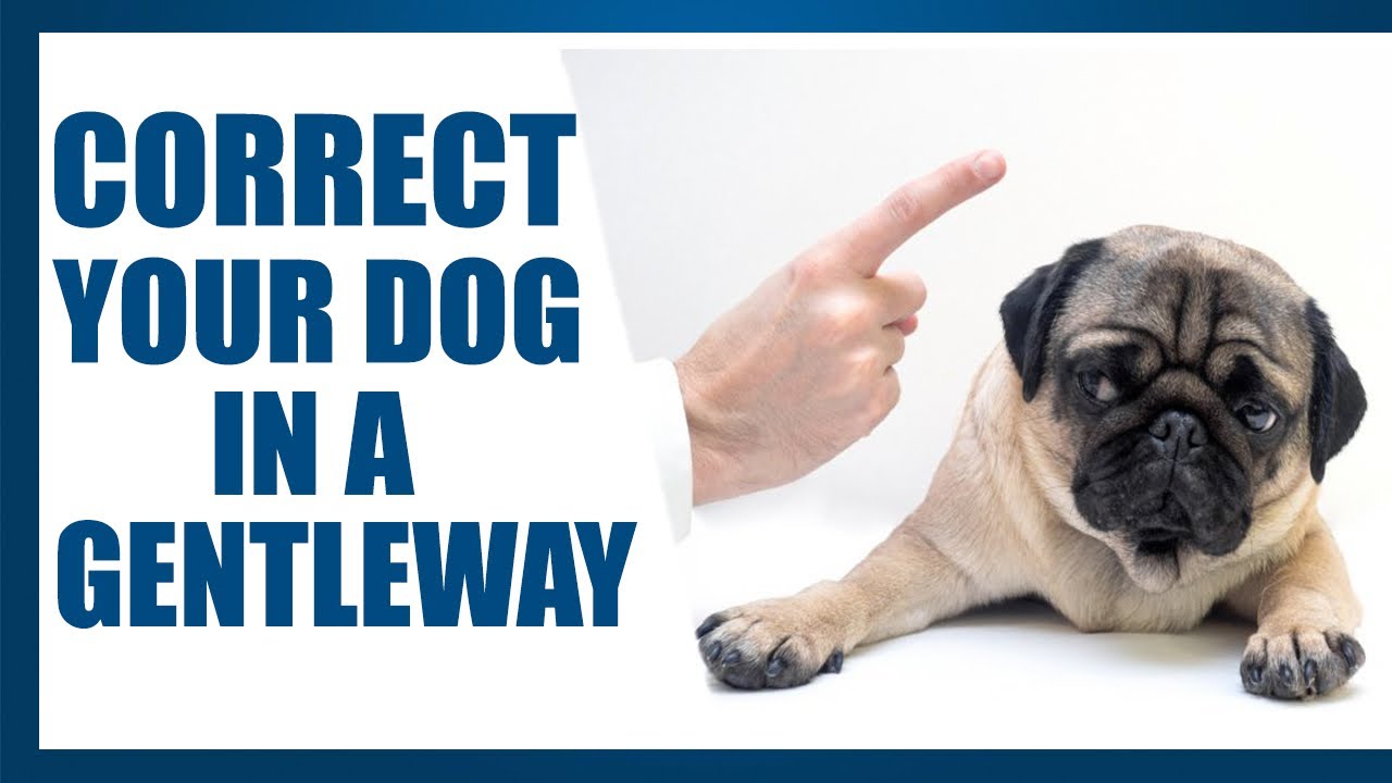 How To Correct A Dog | Only Way Positive Gentle - YouTube