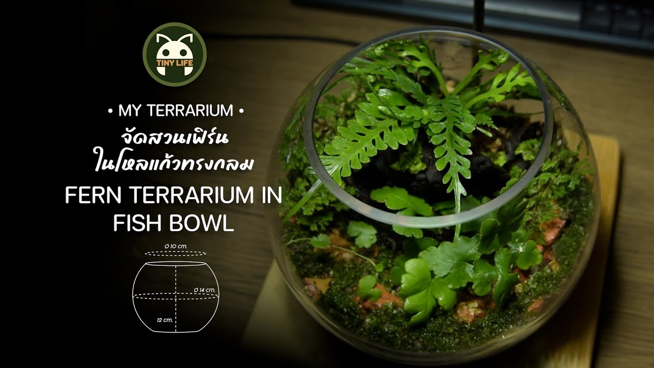 Fern terrarium in fish bowl | Terrarium | จัดสวนเฟิร์นในโหลแก้วทรงกลม ...