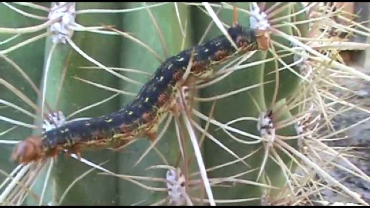 Caterpillar Invasion - YouTube