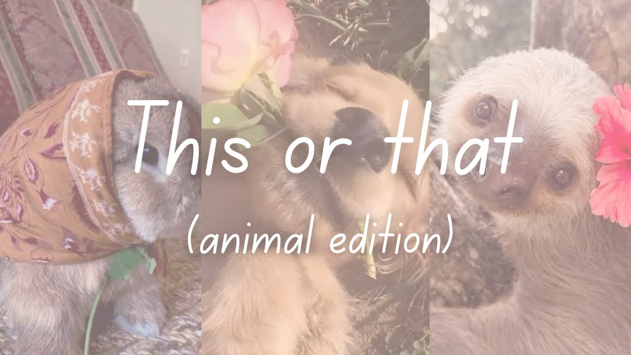 This or That?Animal edition|Brain Break|Would you Rather?|Fun preppy ...