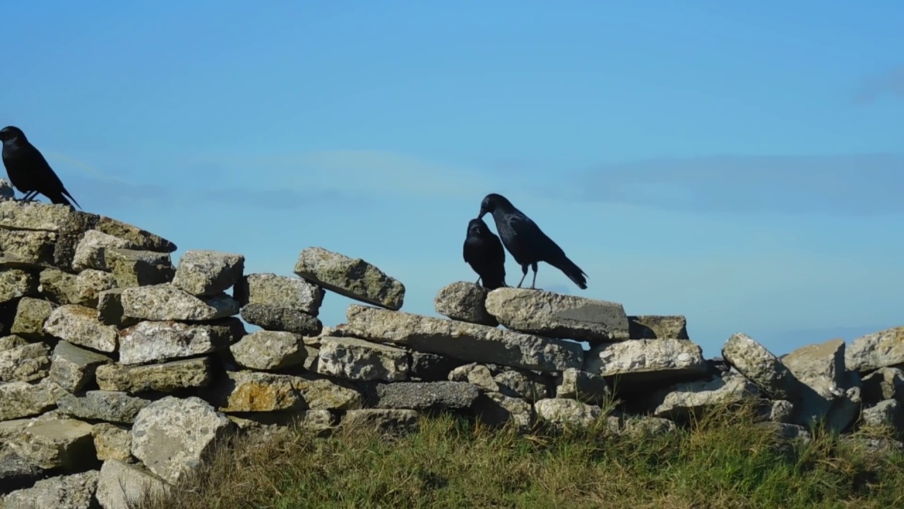 Crow Grooming Mate @ Albany Bulb - YouTube