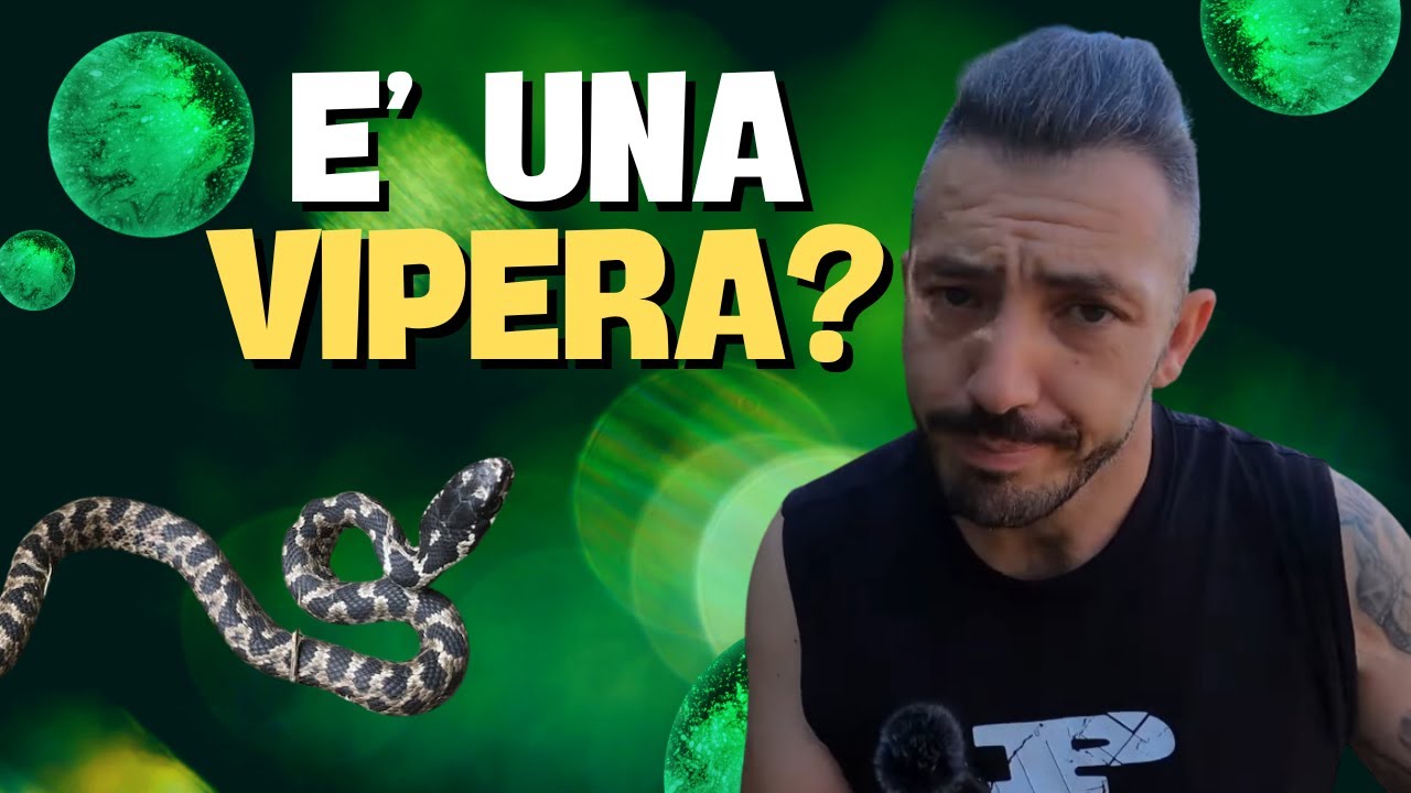 E' una VIPERA o un CERVONE? - YouTube