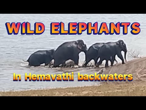 WILD ELEPHANT 🐘 IN HEMAVATHI Backwater - YouTube