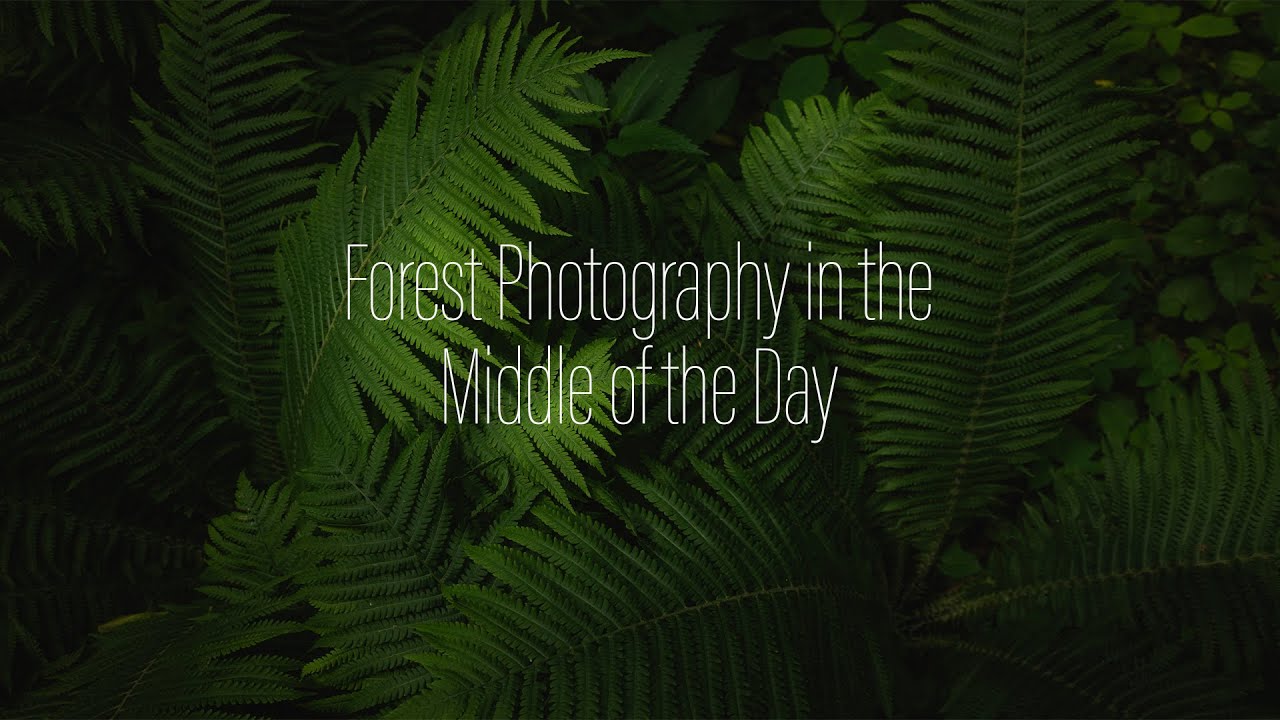 Forest Photography in the Middle of the Day - YouTube