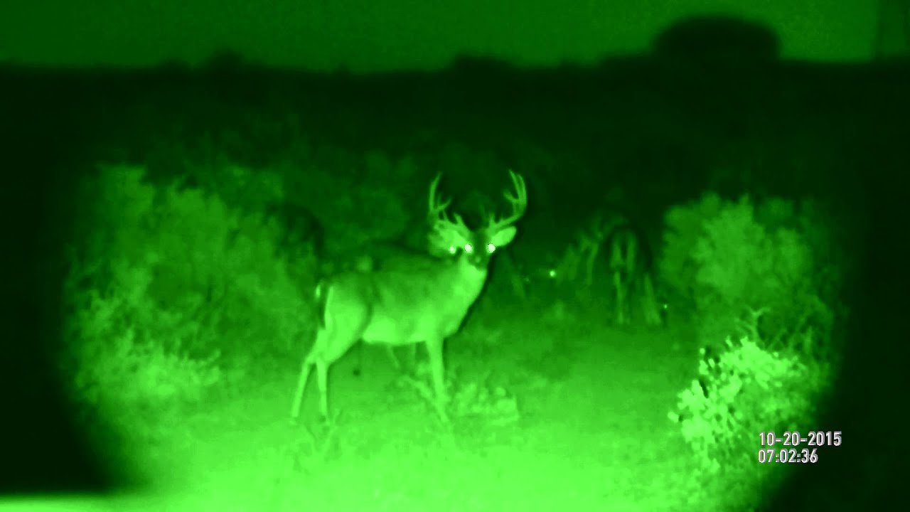 Deers At Night ATN BinoX HD Night Vision Mode YouTube