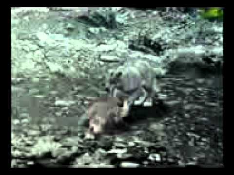Wolf vs Cougar - YouTube