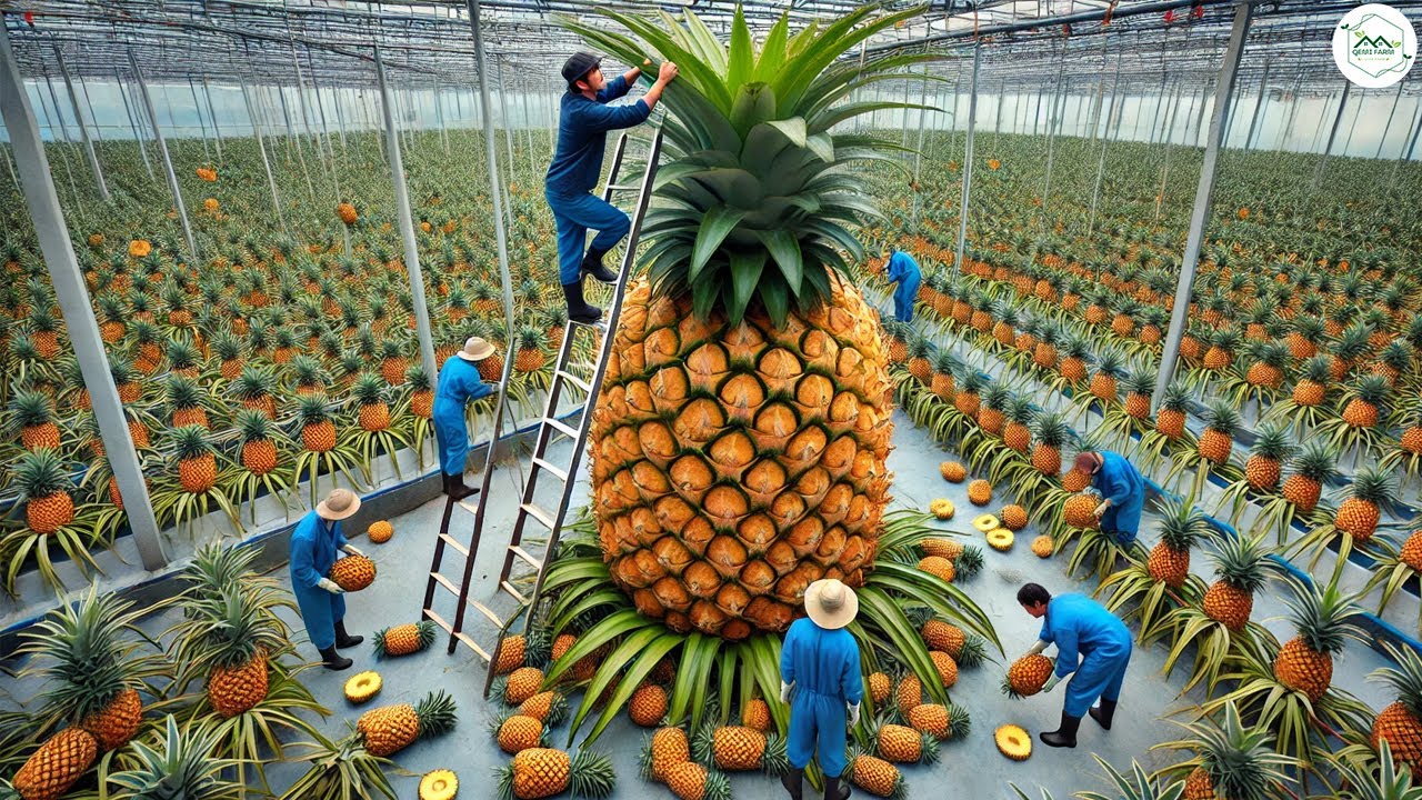 Pineapple Harvesting, How Farmers Grow Millions of Pineapples Every ...