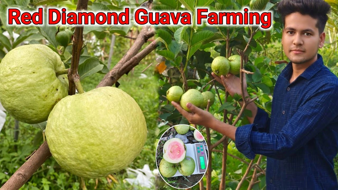 Red Diamond Guava Farming // Red diamond guava fruit cutting video ...