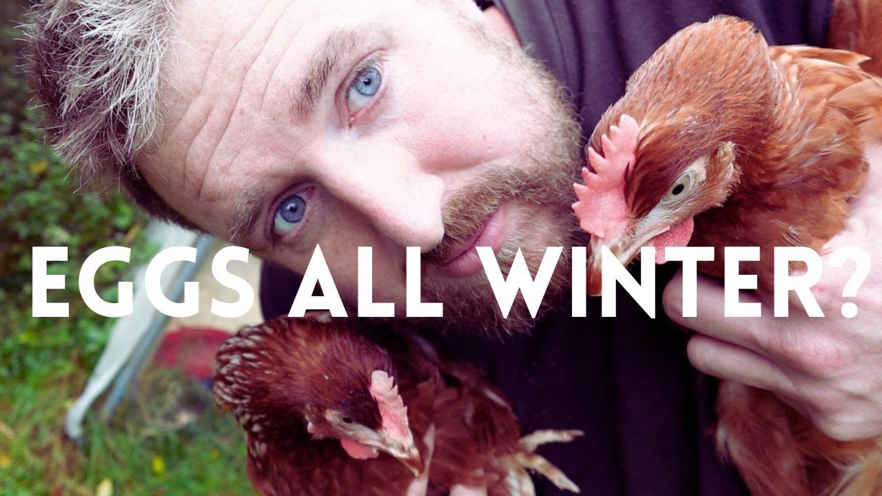 Get Chickens To Lay All Winter Without Lights - Buy POL Hens In The ...