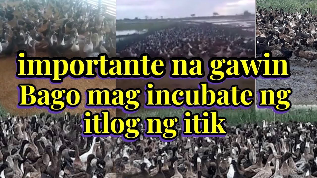 Importante na gawin bago mag incubate ng itlog ng itik Para mataas ang ...