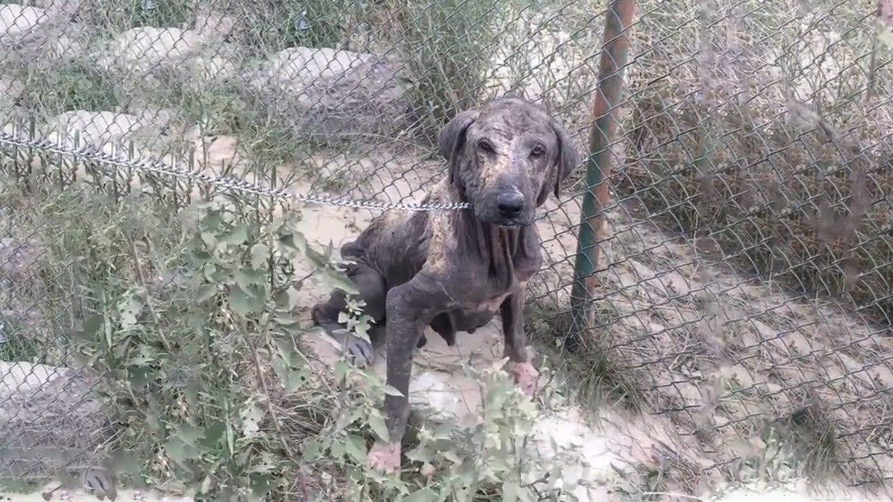 Rescue Homeless Dogs That Are Very Aggressive And Afraid of Humans ...