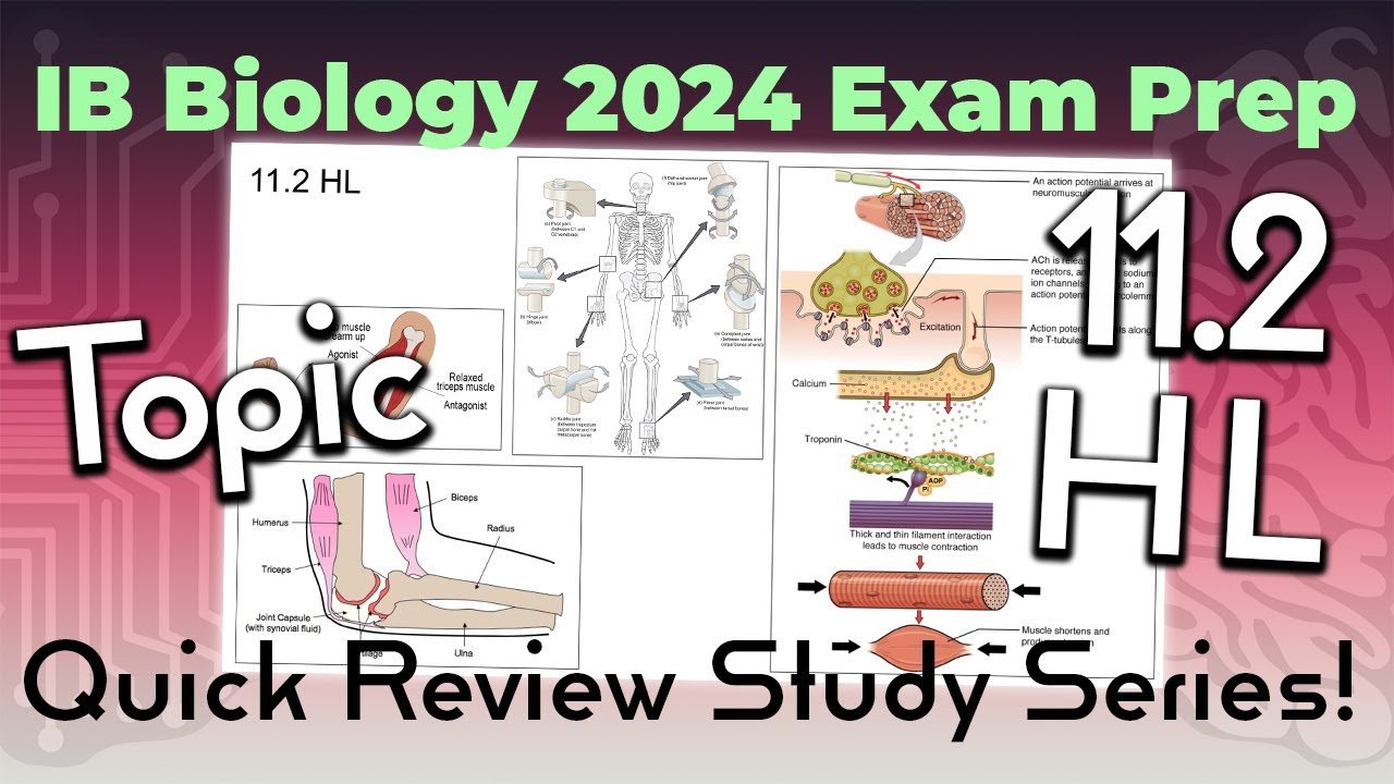 IB Bio 2024 QUICK REVIEW - Topic 11.2 HL: Movement - YouTube