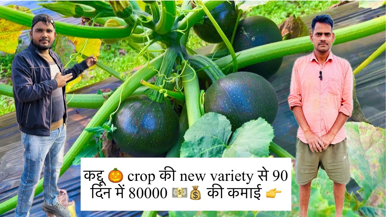कद्दू 🎃 की फसल से 90 दिन में , 80000 💵💰 तक की कमाई | new variety ...