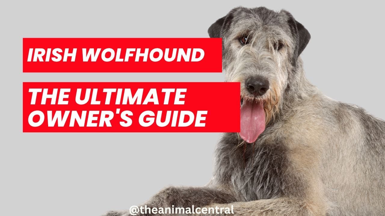 Irish Wolfhound 101: The Ultimate Owner's Guide - YouTube