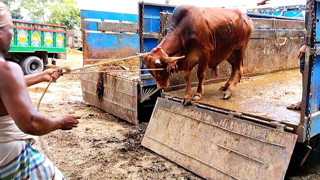 cow unloading Truck, cow videos, cow video, big cow, goru hamba cow ...