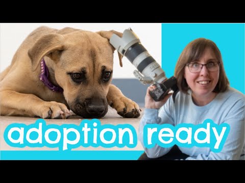 Volunteer DOG Photography COMPLETE Workflow, Tips & Inspiration for ...